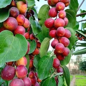 Green tree nursery kashmiri Ber Apple Plant Price in India - Buy Green ...