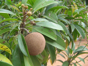 Cloud Farm Chiku Plant Price in India - Buy Cloud Farm Chiku Plant ...