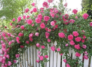 PB REBA PLANT Rose Plant Price in India - Buy PB REBA PLANT Rose Plant ...