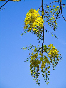 Cloud Farm Amaltas Plant Price in India - Buy Cloud Farm Amaltas Plant ...