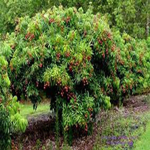 Fulmala Nursery Litchi Plant Price in India - Buy Fulmala Nursery ...