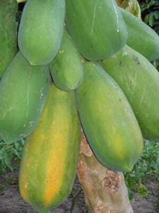 tojo Papaya Plant Price in India - Buy tojo Papaya Plant online at ...