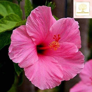 Chamunda Greens Hibiscus Gudhal Flower Plant Price in India - Buy ...