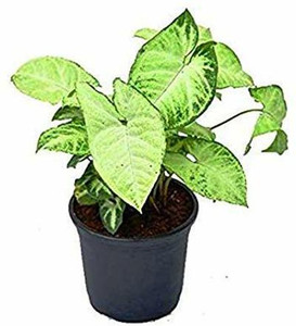 Guruji Plantation Syngonium Plant Price in India - Buy Guruji ...