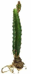HALDER Dragon Tree Price in India - Buy HALDER Dragon Tree online at ...