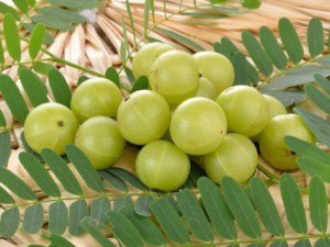 Cloud Farm Amla Plant Price in India - Buy Cloud Farm Amla Plant online ...