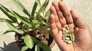 Queen Gulu Elaichi/Cardamom Plant Price in India - Buy Queen Gulu ...