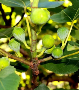 EliteGreen Gular/Cluster Fig Plant Price in India - Buy EliteGreen ...