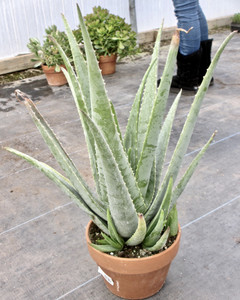 sealok Aloe Vera Plant Price in India - Buy sealok Aloe Vera Plant ...