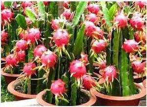 GreensFord Dragon Tree Price in India - Buy GreensFord Dragon Tree ...