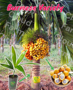 Cloud Farm Betel Nut/Supari Plant Price in India - Buy Cloud Farm Betel ...