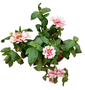 SENECIO® Zinnias Plant Price in India - Buy SENECIO® Zinnias Plant ...
