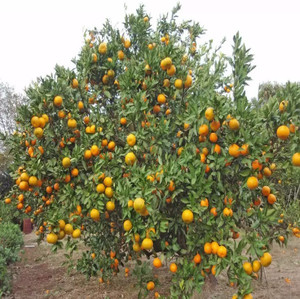 Augadh Orange Plant Price in India - Buy Augadh Orange Plant online at ...