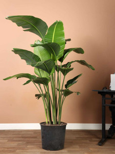 GreenyOn Paradise Tree Plant Price in India - Buy GreenyOn Paradise ...