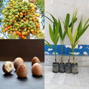 Globalplants Betel Nut/Supari Plant Price in India - Buy Globalplants ...