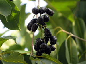 Cloud Farm Jamun Plant Price in India - Buy Cloud Farm Jamun Plant ...