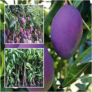 Earth Angels Mango Plant Price in India - Buy Earth Angels Mango Plant ...