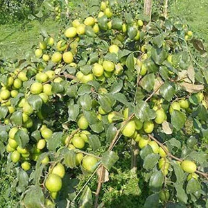 SOHA ENTERPRISE Apple Plant Price in India - Buy SOHA ENTERPRISE Apple ...