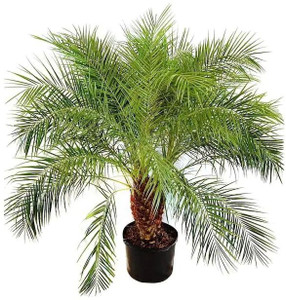 PLaNeTree Table Palm Plant Price in India - Buy PLaNeTree Table Palm ...