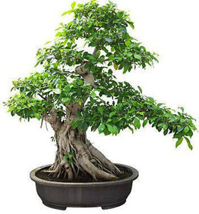 Cloud Farm Ficus Bonsai Price in India - Buy Cloud Farm Ficus Bonsai ...