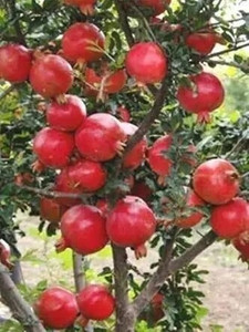APOSOLUARD Pomegranate Plant Price in India - Buy APOSOLUARD ...