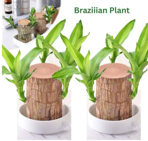 Brazilian Mini Brazalian wood Price in India - Buy Brazilian Mini ...