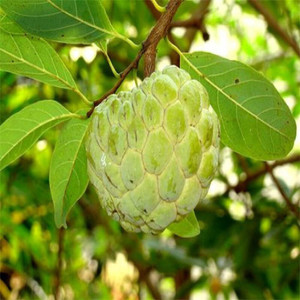 BALA PLANT CREATION Custard Apple Plant Price in India - Buy BALA PLANT ...