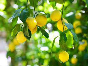 Fulmala Nursery Lemon Plant Price in India - Buy Fulmala Nursery Lemon ...