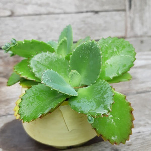 Cloud Farm Bryophyllum Pinnatum/Patharchatta Plant Price in India - Buy ...