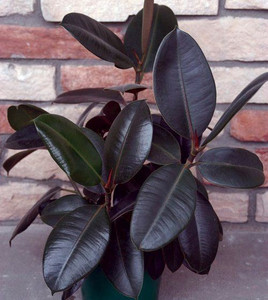 Cloud Farm Rubber Tree Price in India - Buy Cloud Farm Rubber Tree ...