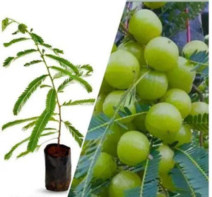 amloki Amla Plant Price in India - Buy amloki Amla Plant online at ...