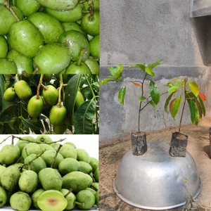 ANUPRIYA NURSAREY Jalpai Fruit Plant Price in India - Buy ANUPRIYA ...