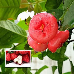 Mohomaya Jamun Plant Price in India - Buy Mohomaya Jamun Plant online ...