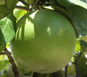 Green view Pomelo Plant Price in India - Buy Green view Pomelo Plant ...