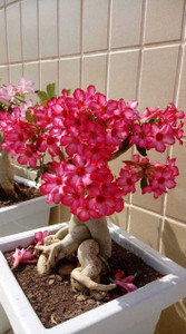 tojo Adenium Plant Price in India - Buy tojo Adenium Plant online at ...