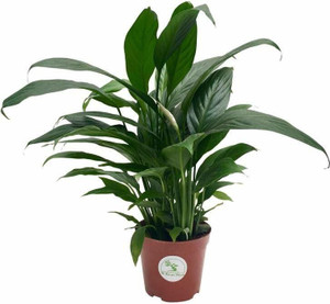HALDER Peace Lily Plant Price in India - Buy HALDER Peace Lily Plant ...