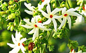 Green view Night Bloom Jasmine Plant Price in India - Buy Green view ...