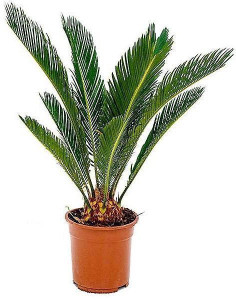 Globalplants Cycus Revoluta Plant Price in India - Buy Globalplants ...