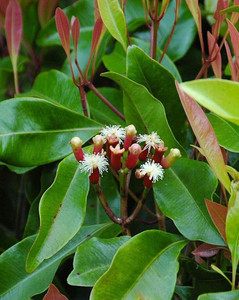 Cloud Farm Clove Plant Price in India - Buy Cloud Farm Clove Plant ...