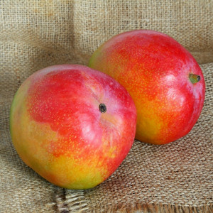 Exotica Haden Mango Plant Price in India - Buy Exotica Haden Mango ...