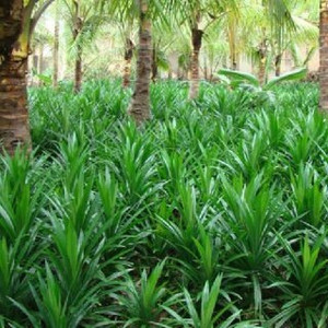 Oxygreenplant Basmati Plant Price in India - Buy Oxygreenplant Basmati ...