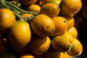 Arlo Betel Nut/Supari Plant Price in India - Buy Arlo Betel Nut/Supari ...