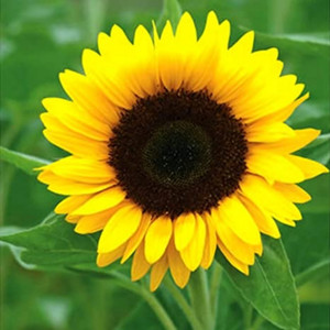 ABC Sunflower Plant Price in India - Buy ABC Sunflower Plant online at ...