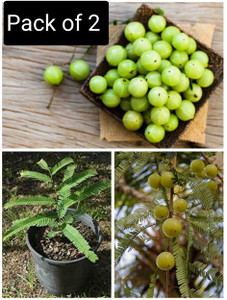 Cloud Farm Amla Plant Price in India - Buy Cloud Farm Amla Plant online ...