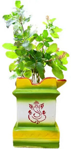 JANGU Tulsi Plant Price in India - Buy JANGU Tulsi Plant online at ...