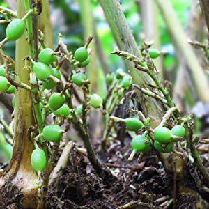 Cloud Farm Elaichi/Cardamom Plant Price in India - Buy Cloud Farm ...