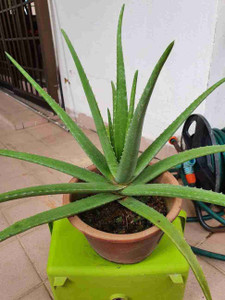 The Green Tree MART Aloe Vera Plant Price in India - Buy The Green Tree ...