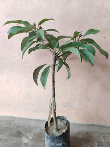 Gplant Chiku Plant Price in India - Buy Gplant Chiku Plant online at ...