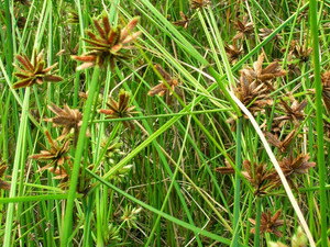 Kapebonavista Coco Grass Plant Price in India - Buy Kapebonavista Coco ...