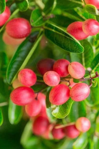 ARYAN EVERGREEN Karonda Plant Price in India - Buy ARYAN EVERGREEN ...